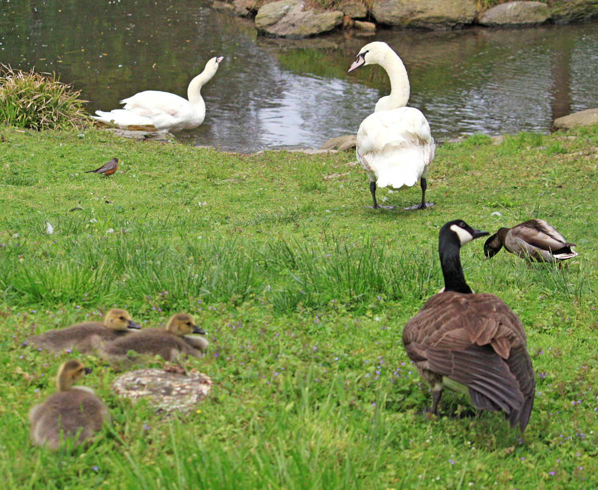Morris Arboretum: The Swan Pond