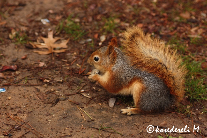 SİNCAP-Biraz Yazalım