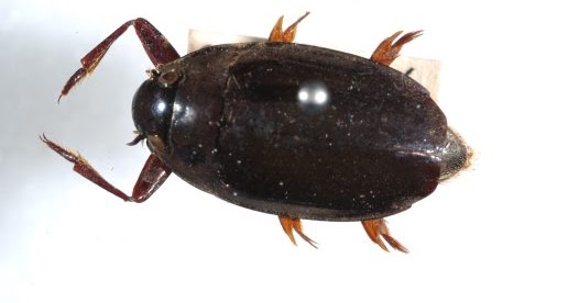 Variety of Life: Gyrinidae