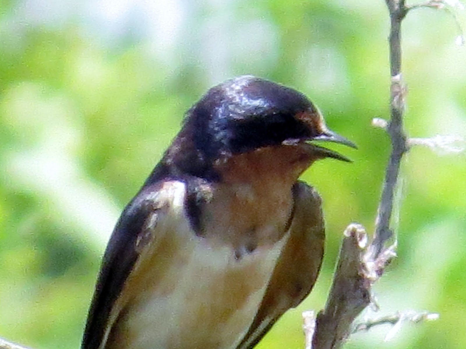 Florida Suncoast Birding: Kites and Swallows