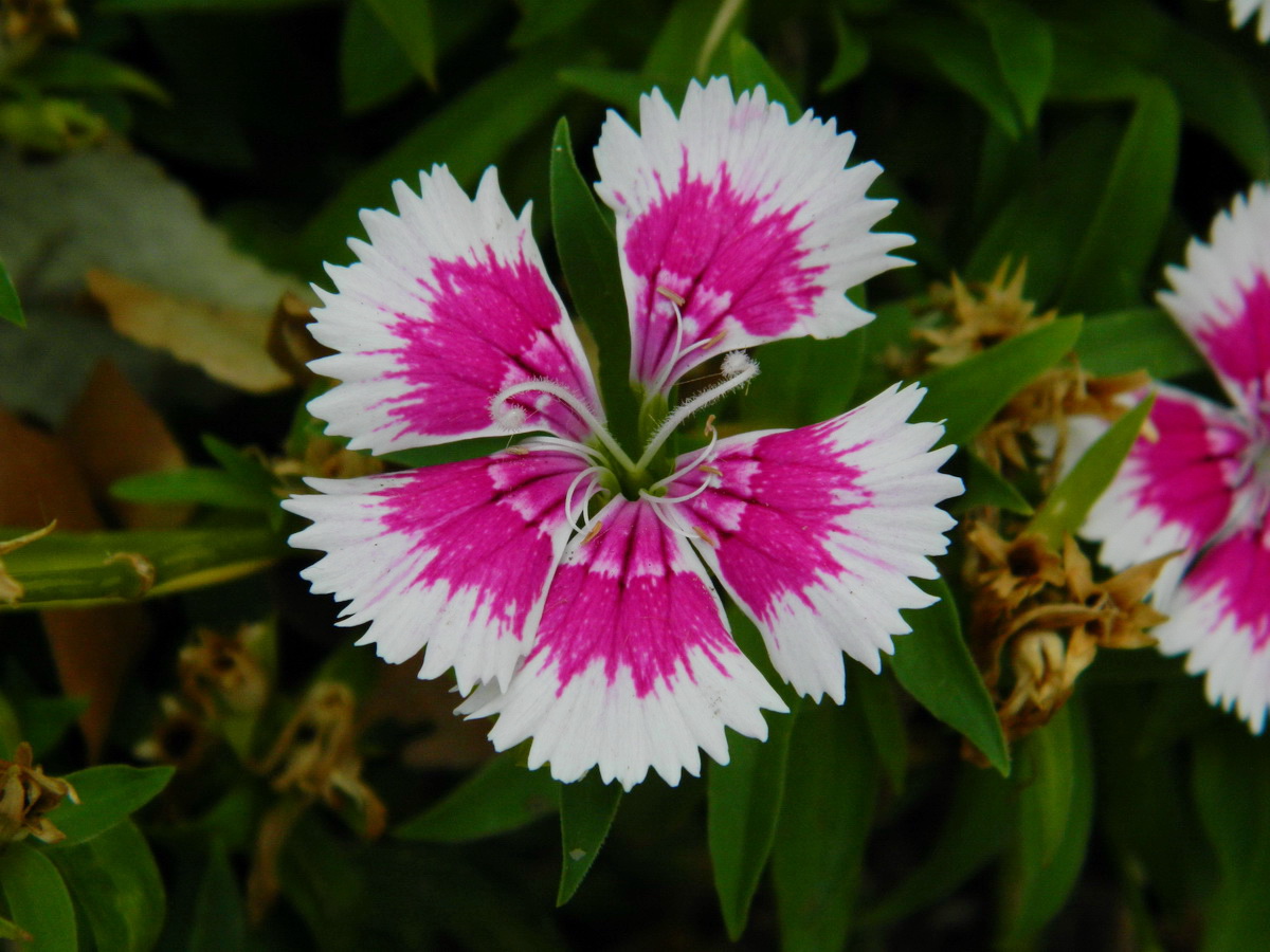 LA MULTI ANI, ROMANIA!: Garofite pitice