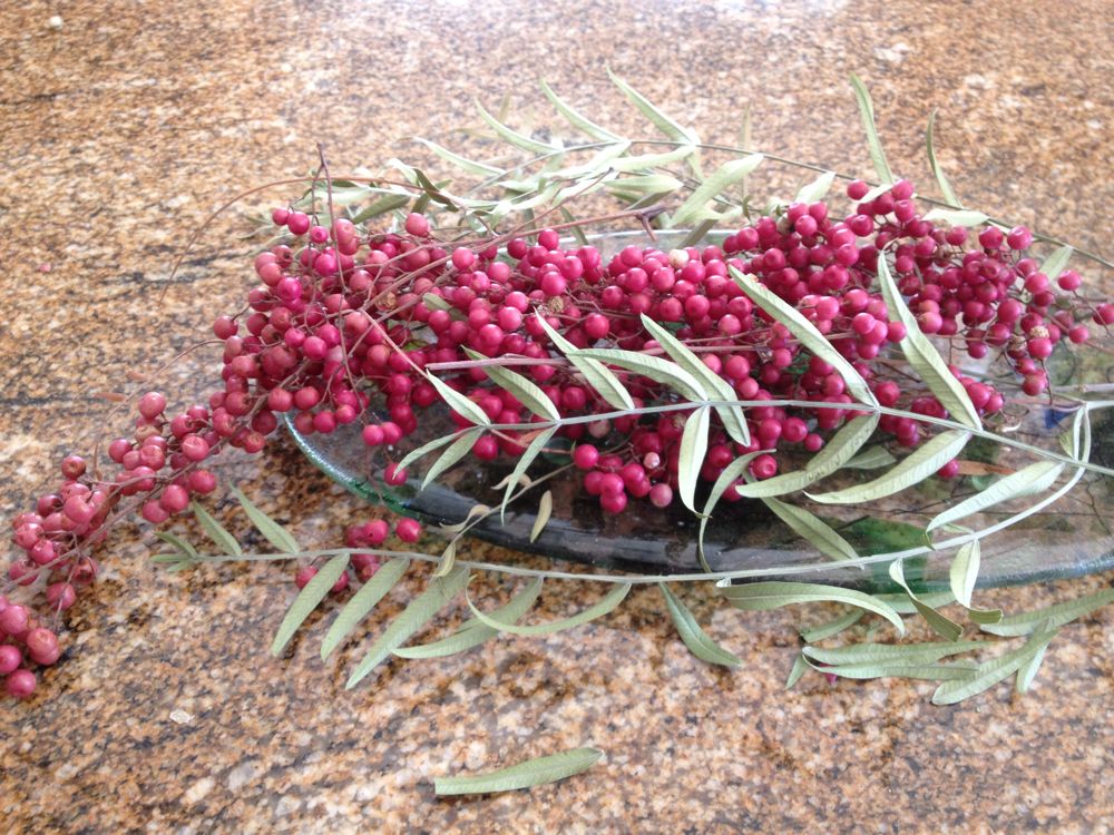 I Eat with Scoops, Shovels and Spade: My California Pepper Tree is not ...