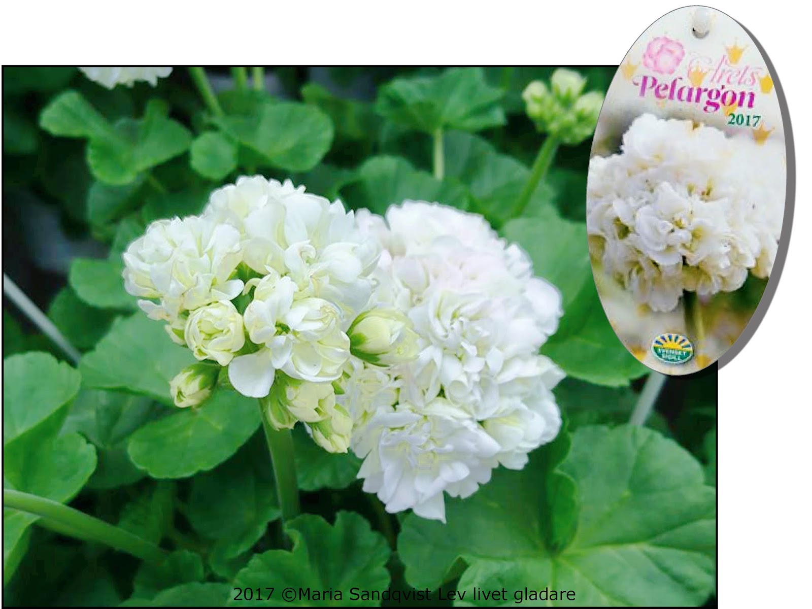 Lev livet gladare: Årets pelargon 2017