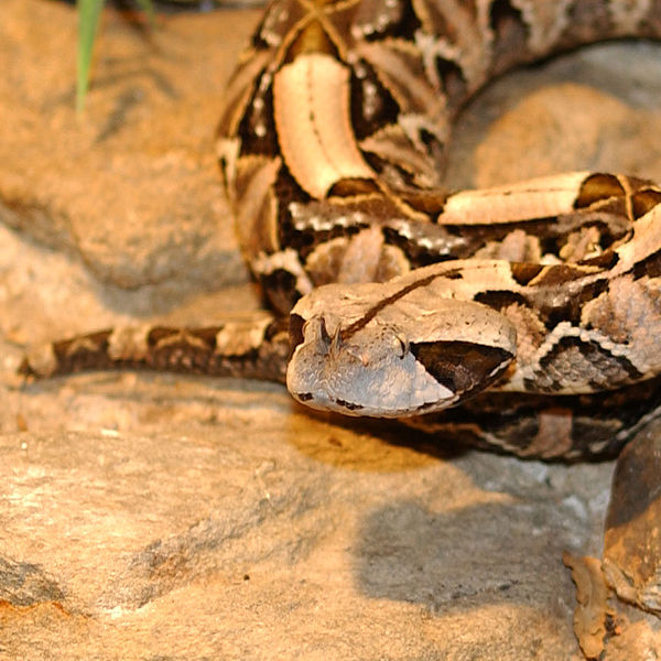 Gaboon Viper