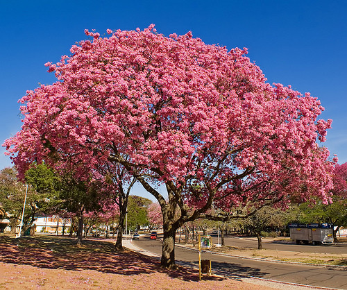 PARAGUAY: Ecosistemas y Clima