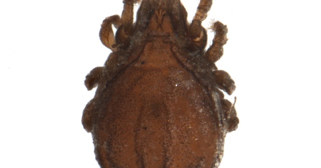 Variety of Life: Licneremaeoidea