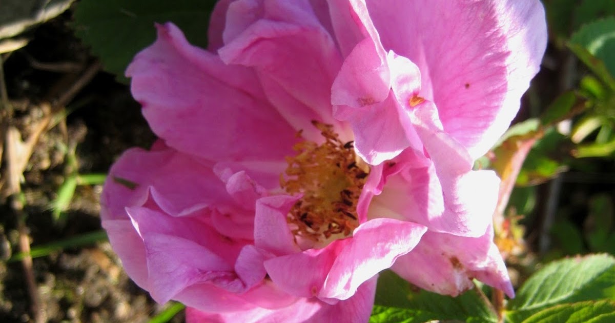 Metsätontun Ruusutarha: Ruusukuvia