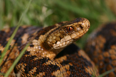 Froglife news: Dragon of the Month: Adder