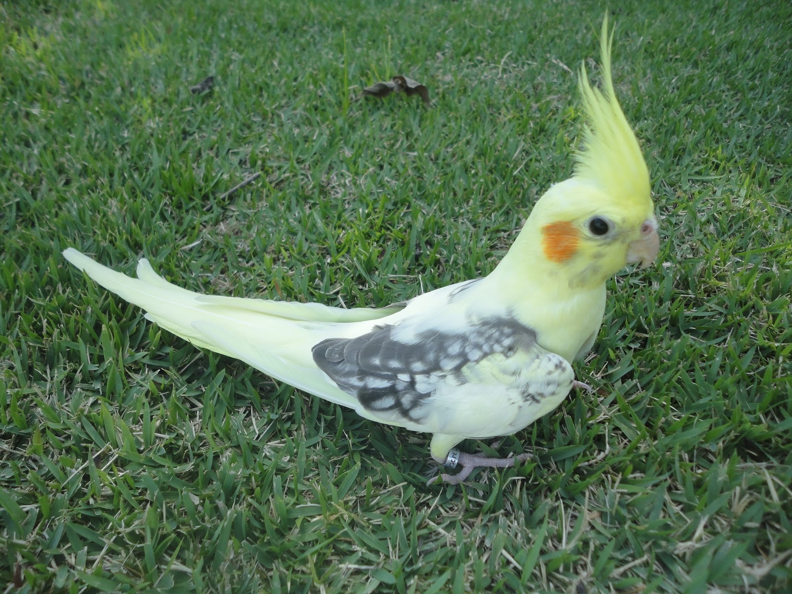 Arte Das Calopsitas: Filhote Fêmea Anilha NSC.PE 10/11.010!!!