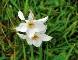 História das Eras dos Homens e dos Deuses: O MITO DE NARCISO-MITOLOGIA ...