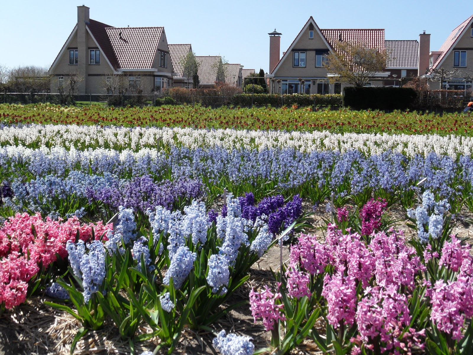 65+ and still young: Middagje Hortus Bulborum in Limmen (NH)