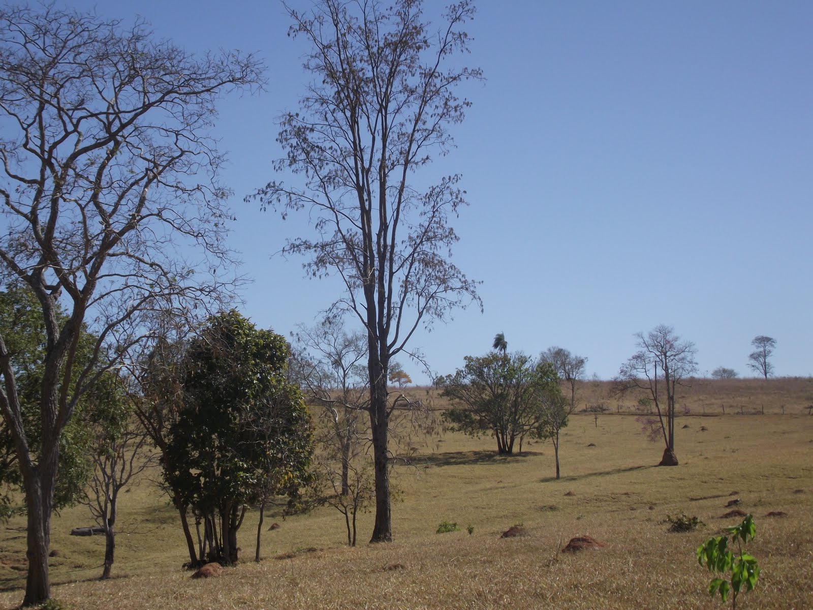 Arvores Cerrado Goiano: Aroeira