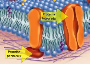 Biologia e Geologia 10ºano