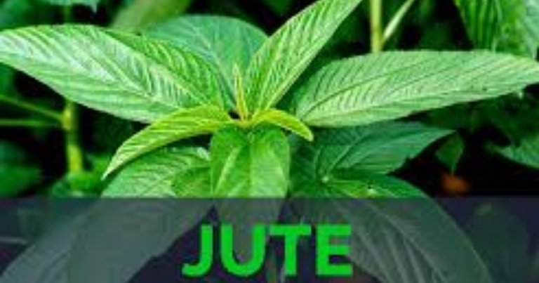 JUTE LEAF : What You Don't know About This Leaf