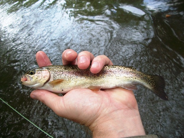 TENNESSEE FLY FISHING: Duck River July 2012