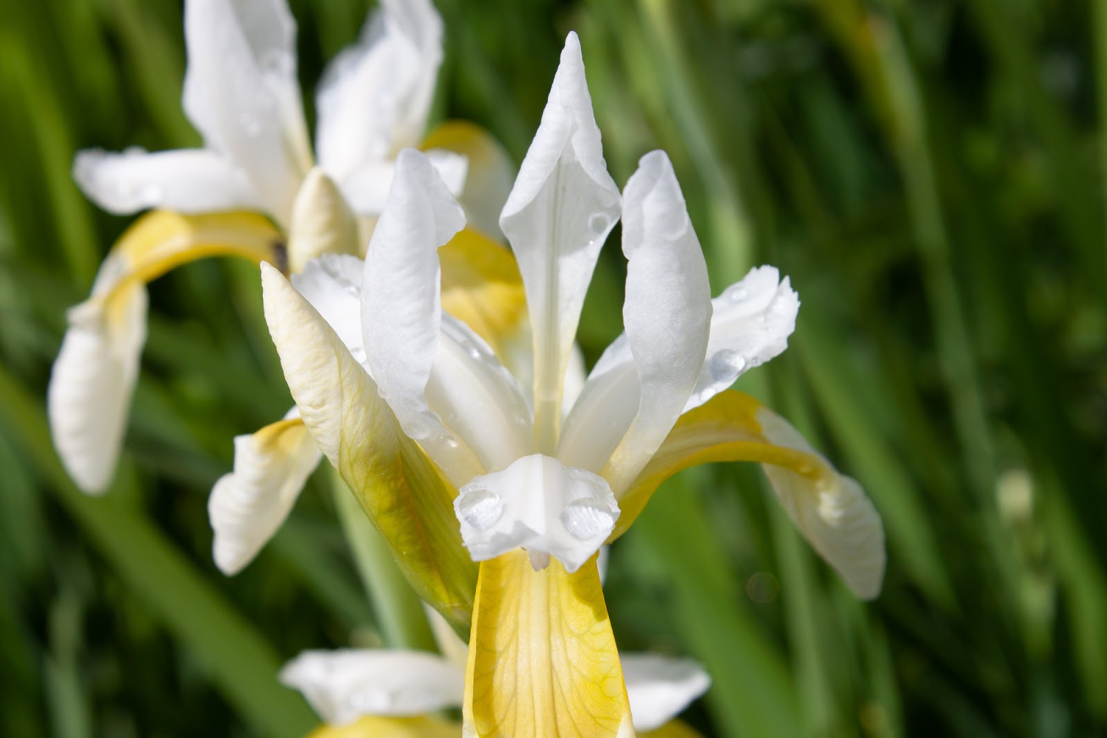 Helen Fern Original Photography: For the Love of Iris