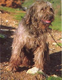 AmicoMario: IL GENOMA DEL CANE PASTORE FONNESE EVIDENZIA LA SUA LUNGA ...