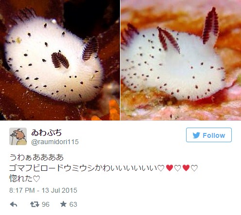 You won't believe these Cute Sea Creatures exists | Big Bad Planet