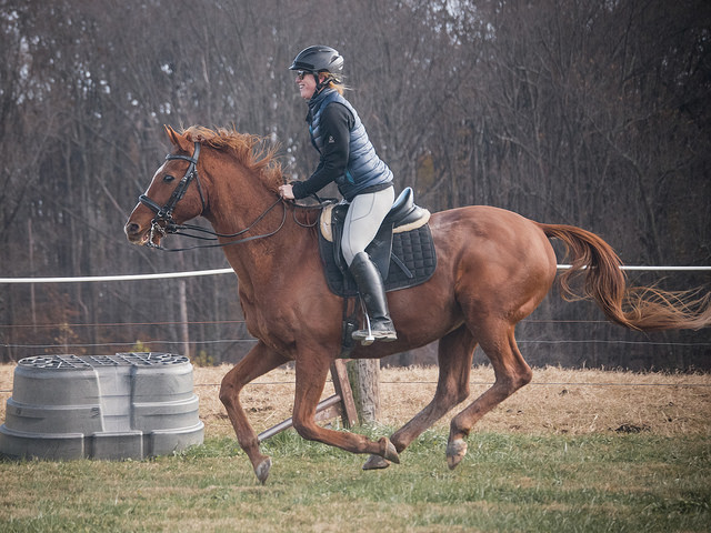 Galloping Gals and Thunderous Thoroughbreds