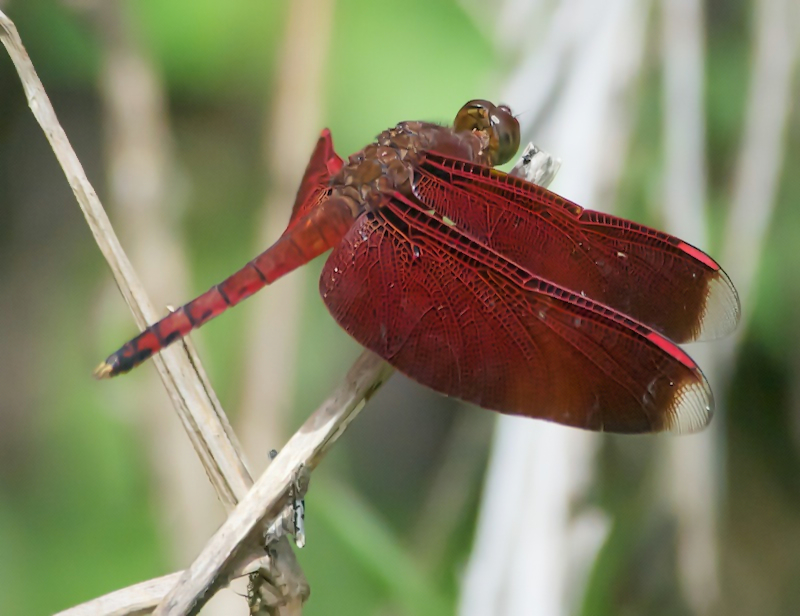 A Wandering Naturalist: Sarawak: Jousting Jewels