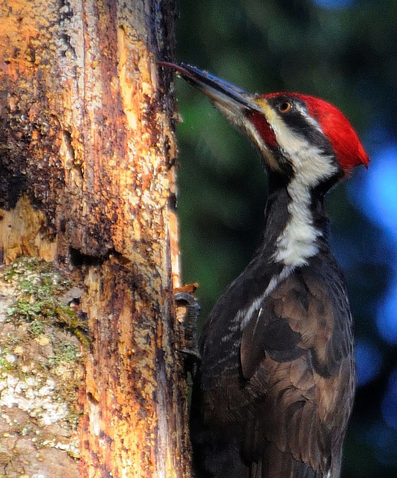 Shoreline Area News: For the Birds: Pileated Woodpeckers — the Large ...