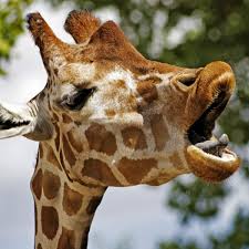 Giraffes sound - Amazing facts of life