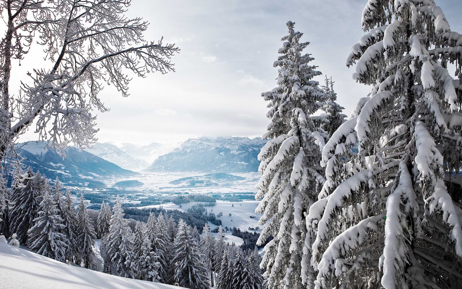 Winterlandschap met veel bomen | Mooie Leuke Achtergronden Voor Je ...