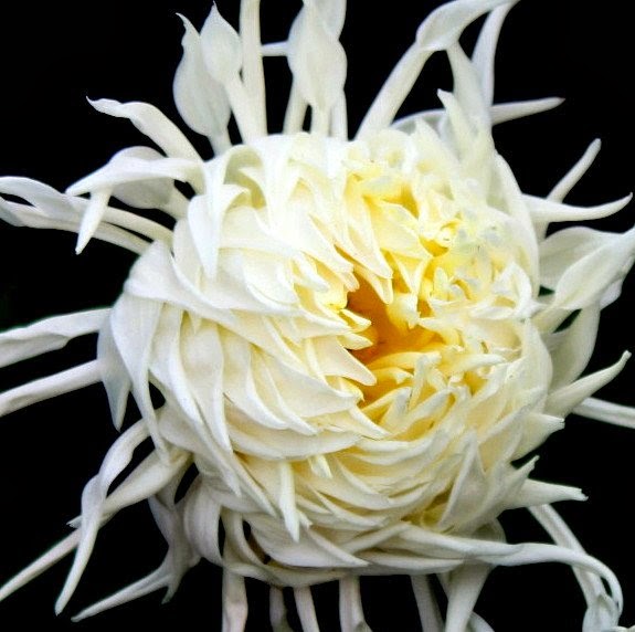 The Culinary Lens: Kiku, The Art Of The Japanese Garden At NYBG, Bronx, NY