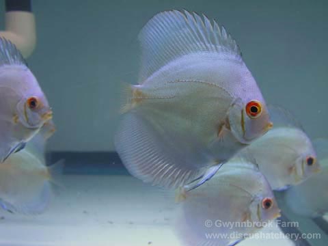Discus: Gwynnbrook Farm Discus Fish Photo Gallery