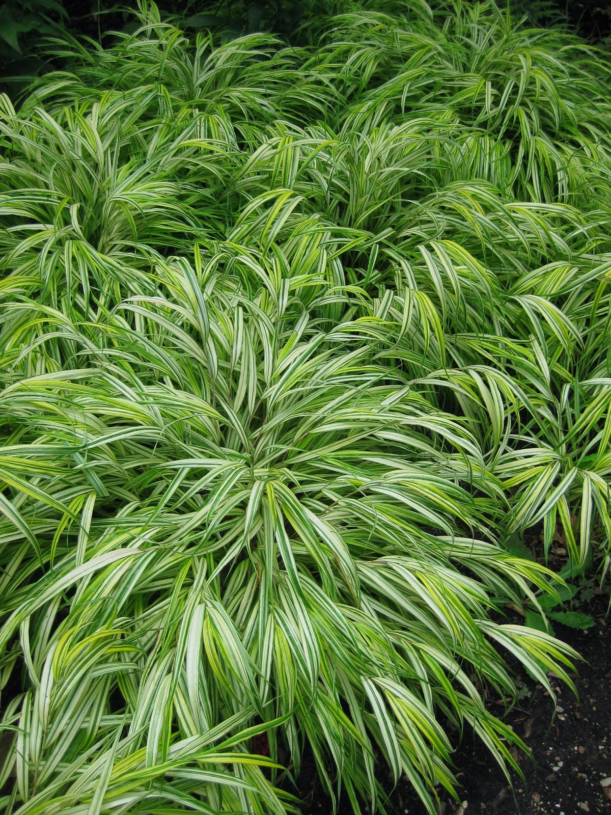 Rotary Botanical Gardens - Hort Blog: Hakone Grass - A Shade Garden ...