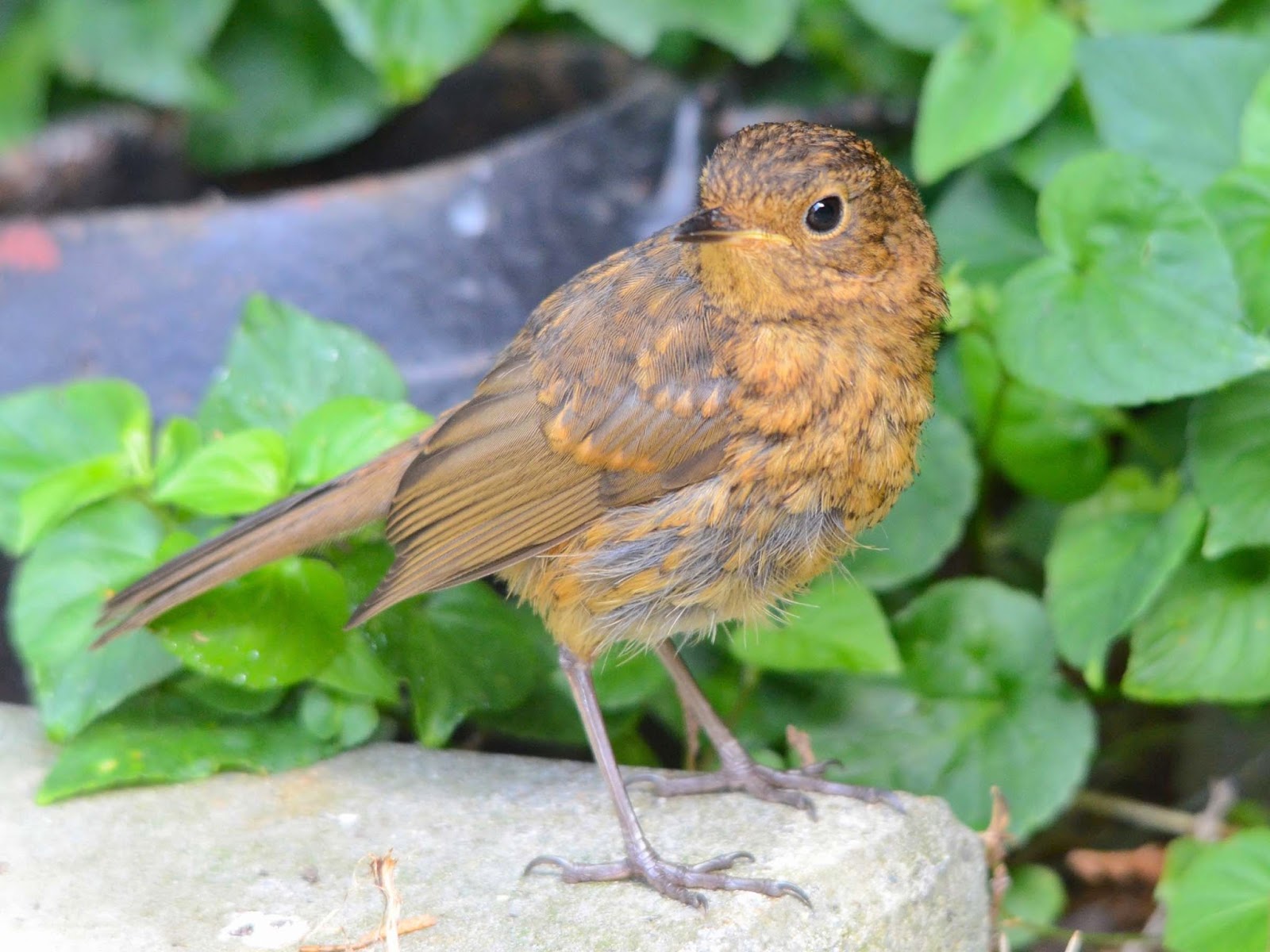 September Song: Robins and territory. - Irish Garden Birds