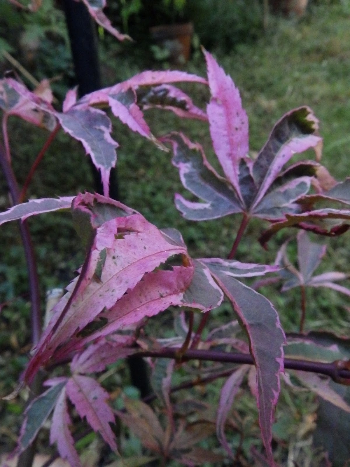 Japanese Maple Trees: ACER PALMATUM PINK PASSION ARRIVES