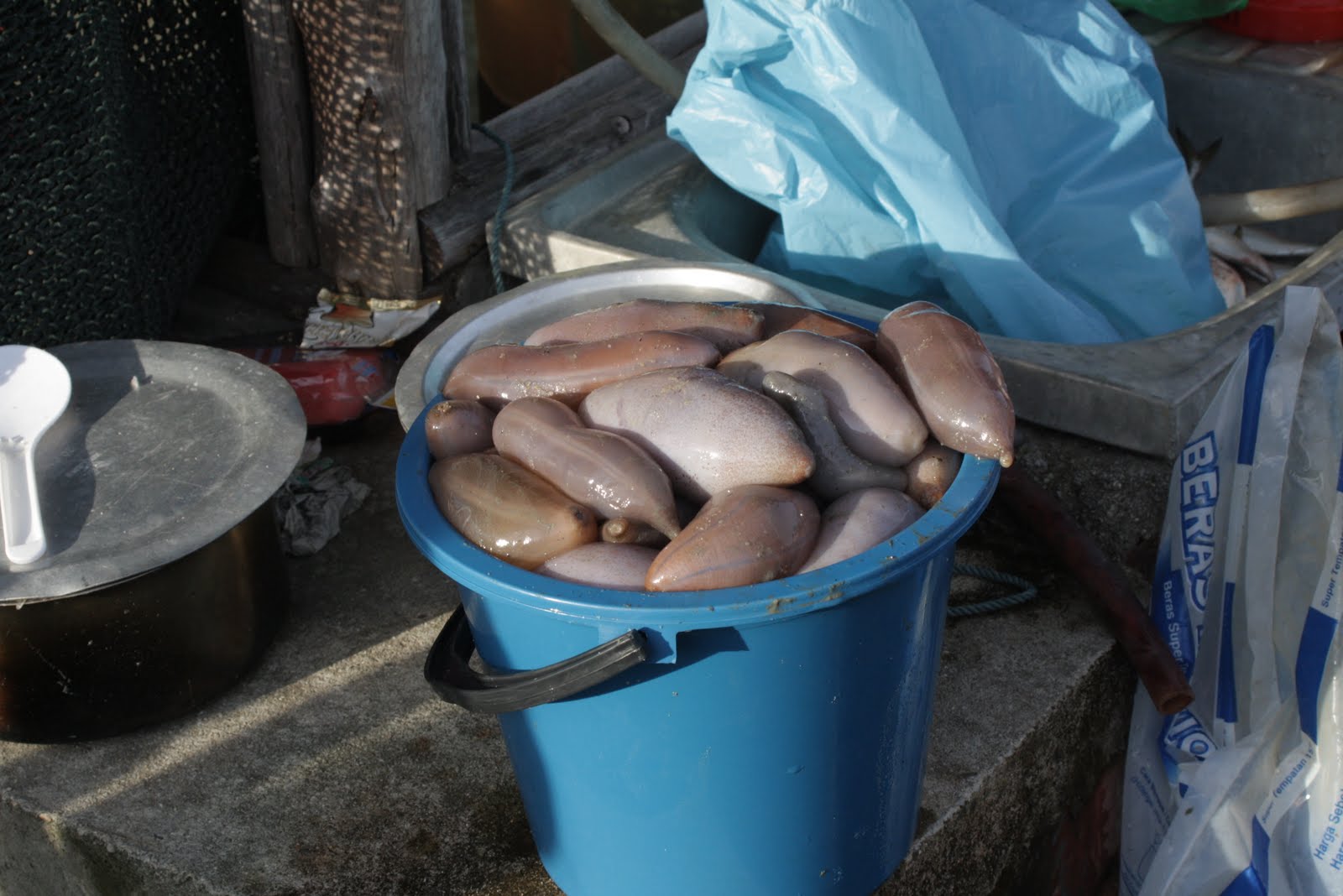 LANGKAWI OUTDOOR: Beronok... bronok....