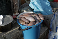 LANGKAWI OUTDOOR: Beronok... bronok....