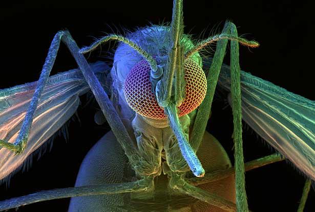 Web Study Centre: A mosquito under microscope