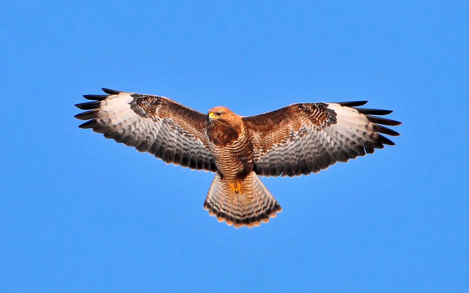 HereNowYoga : Great Buzzard