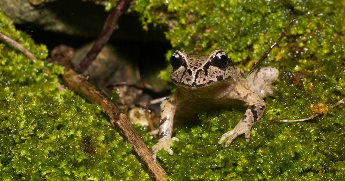 A Parable of Two Frogs