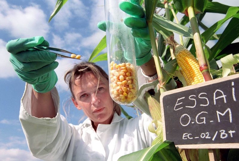 Les Agents Sans Secret: LES OGM : UNE RÉVOLUTION GÉNÉTIQUE AU MENU