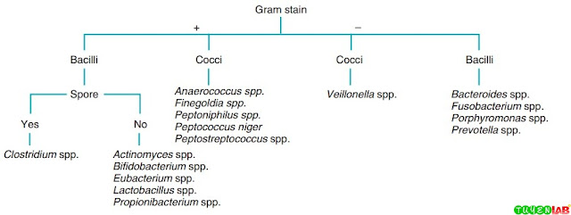 [Microbiology] Atlas of Anaerobes of Clinical Importance | Free Medical ...