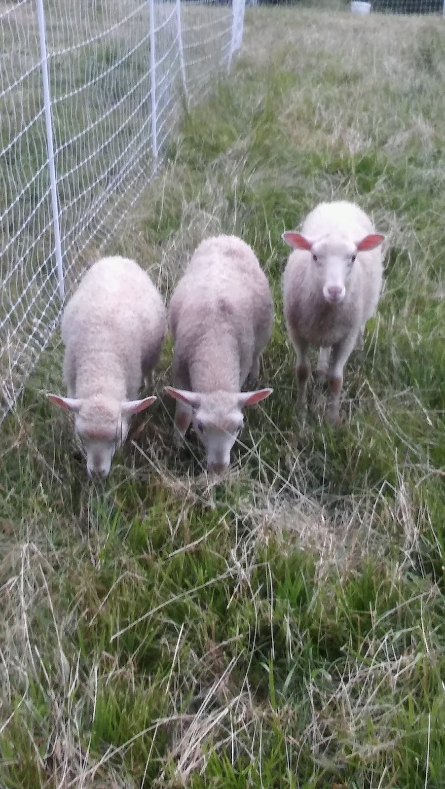 FarmGirl's Homestead Sheep: Finnsheep and Gulf Coast Natives