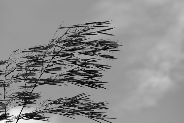 Bamboo Lamp Photo: Bamboo In The Wind