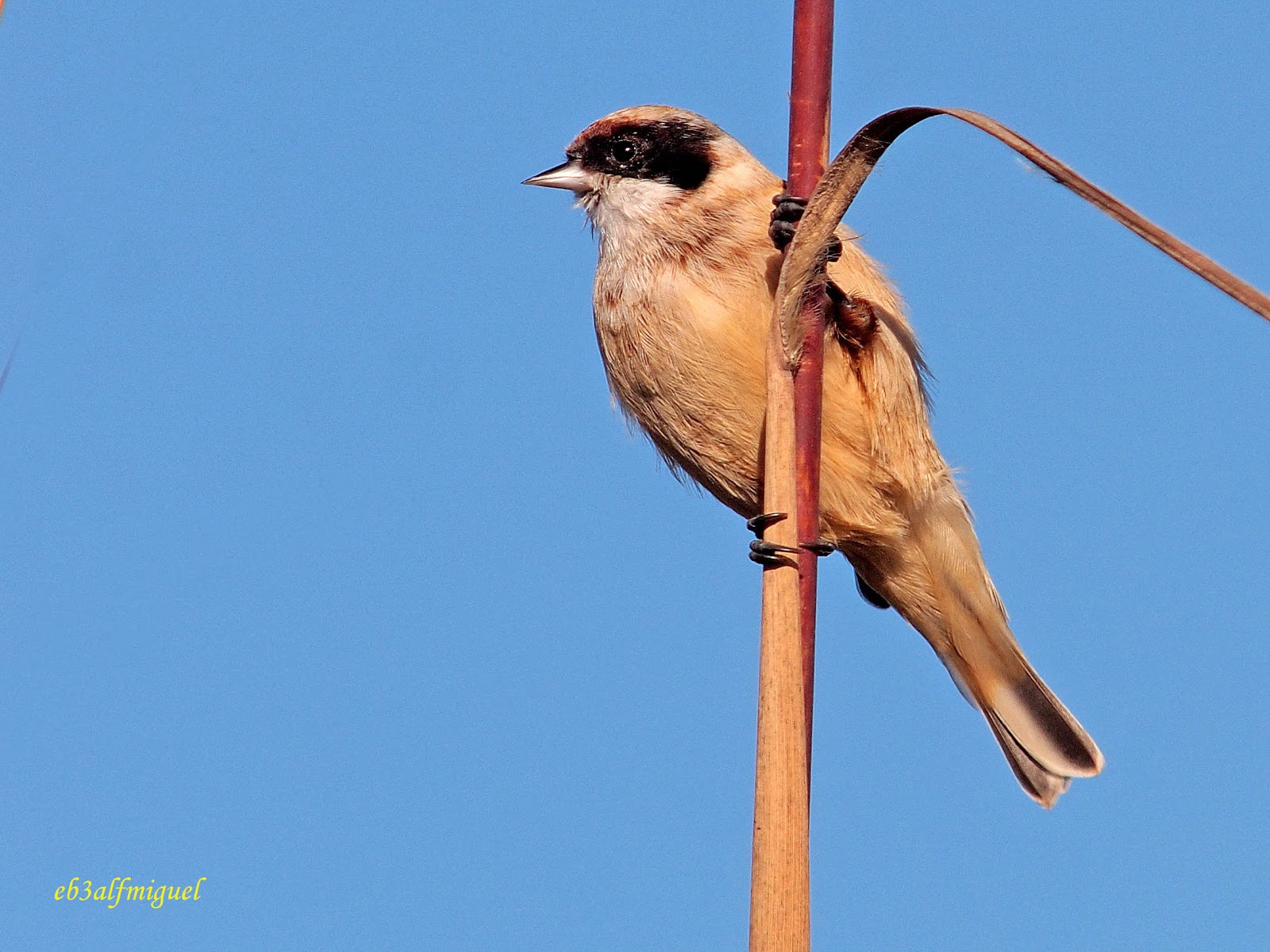 Miguel fotografia: Pájaro moscón europeo (Remiz pendulinus)