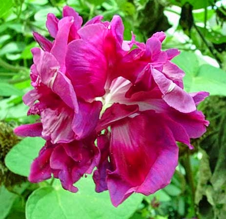 ¡Ojos Mayas, Turismo en Comunidad!: La leyenda de la Xtabay y la flor ...