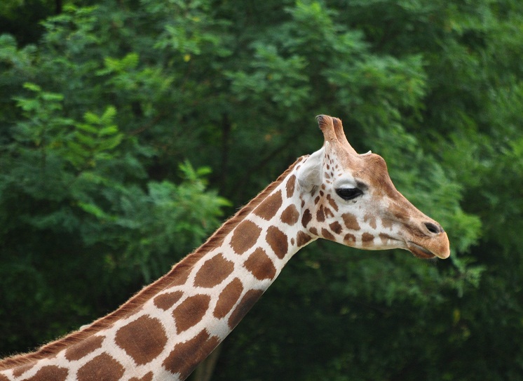 ZOOTOGRAFIANDO (6.100 ANIMALS): JIRAFA / GIRAFFE (Giraffa camelopardalis)