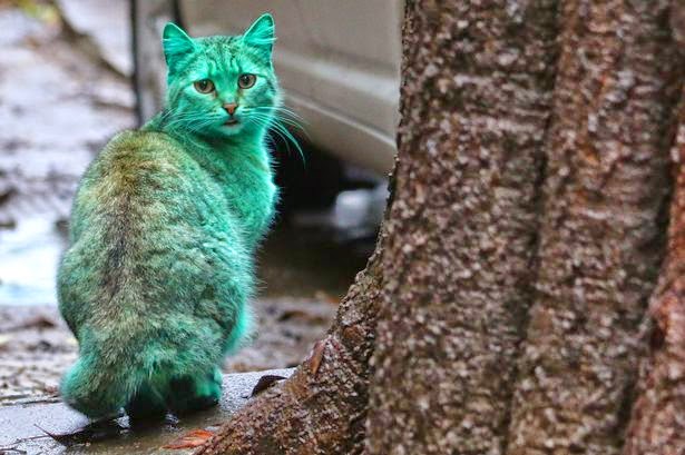 Descubren el misterio del "gato verde" que apareció en las calles de ...