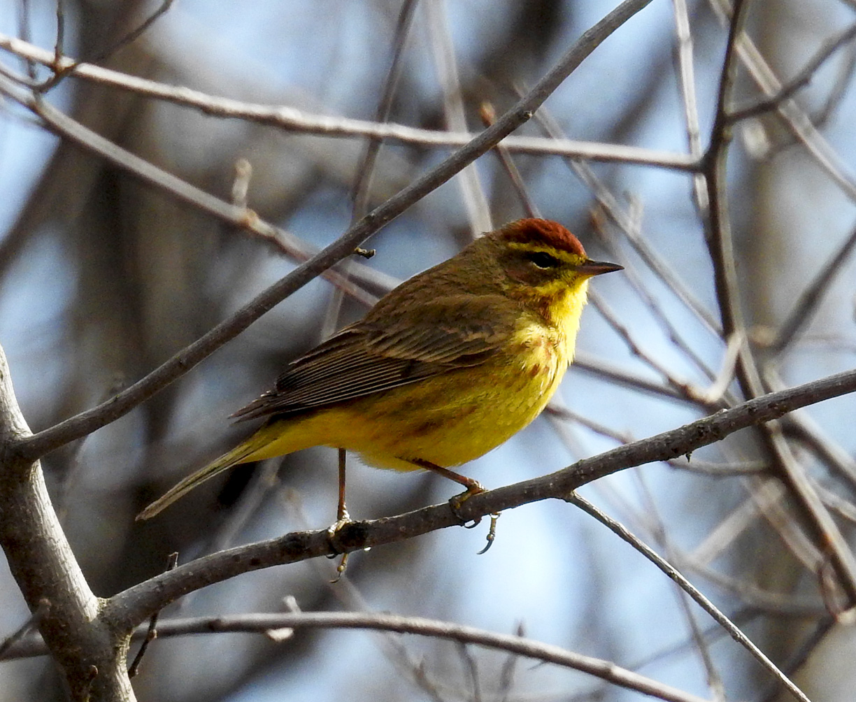 B.I.R.D.: Spring Warblers