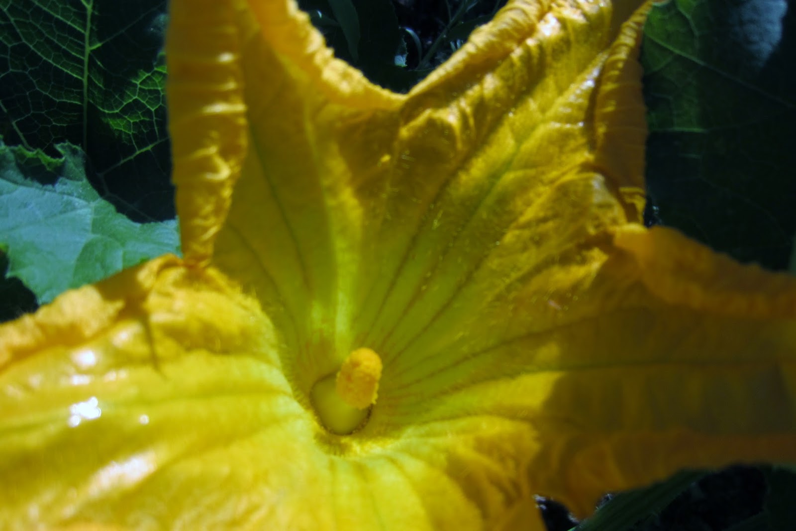 All Energies: Calabasa