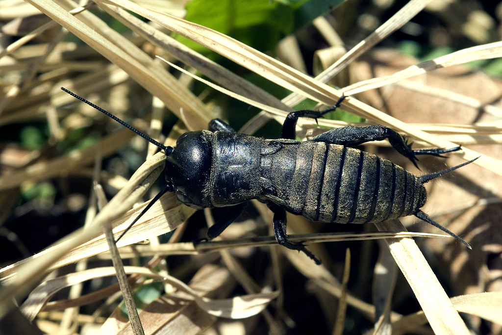 Invertebrados de Huesca: Gryllus campestris (Grillo común o campestre)