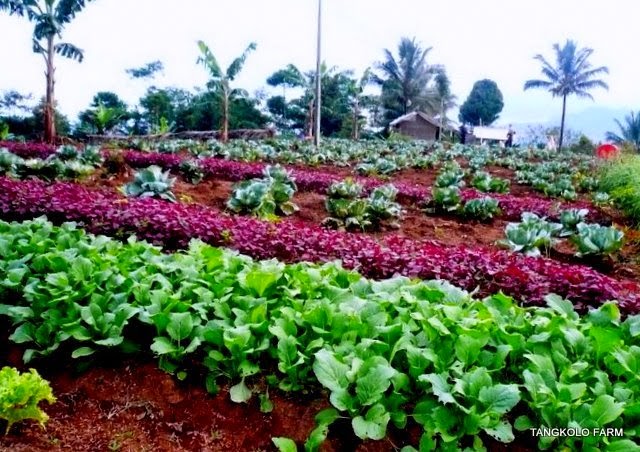 Usaha Pertanian Sayuran Intensif yang Modern | Kliks Share