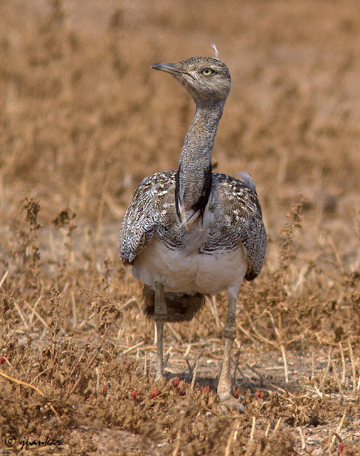 Entre alpinas y marinas.: Disfrutando de la Hubara